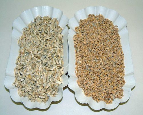 Il farro, il nonno di tutti i cereali - Hotel Doge - Riccione